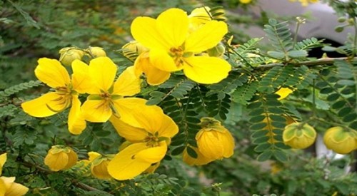 Medicinal Properties and Applications of Cassia Tora Gum Powder